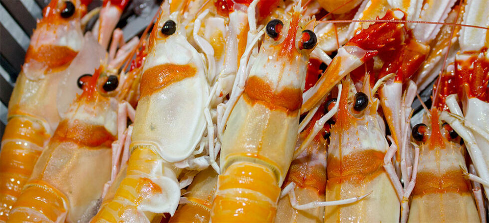 Todo sobre la cigala - Marisco de Isla Cristina